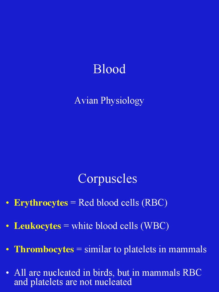 Avian Physiology Lecture 003 | PDF | White Blood Cell | Granulocyte