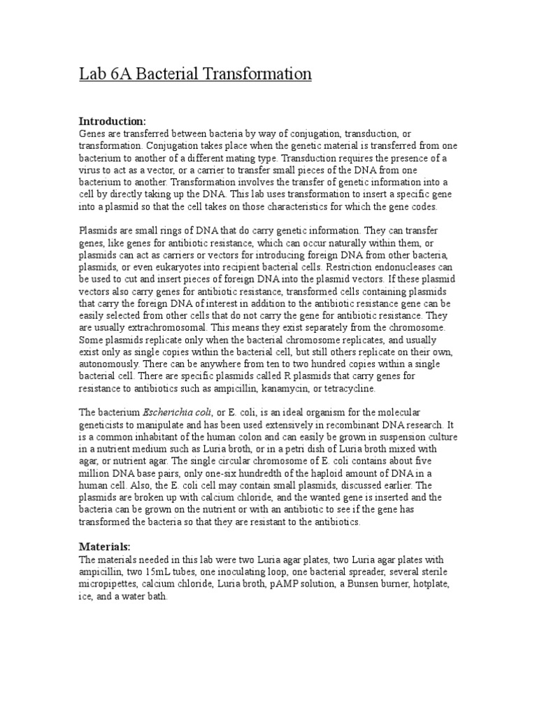 Bacterial Transformation Lab | PDF | Gel Electrophoresis | Plasmid