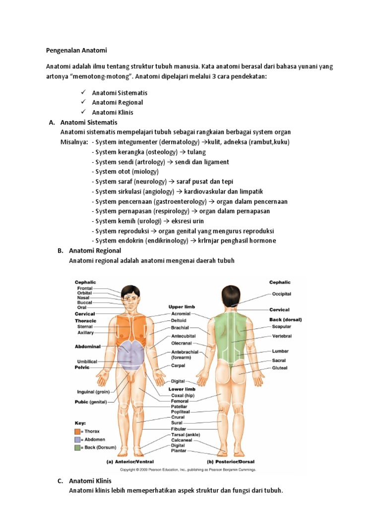 Terminologi Anatomi | PDF