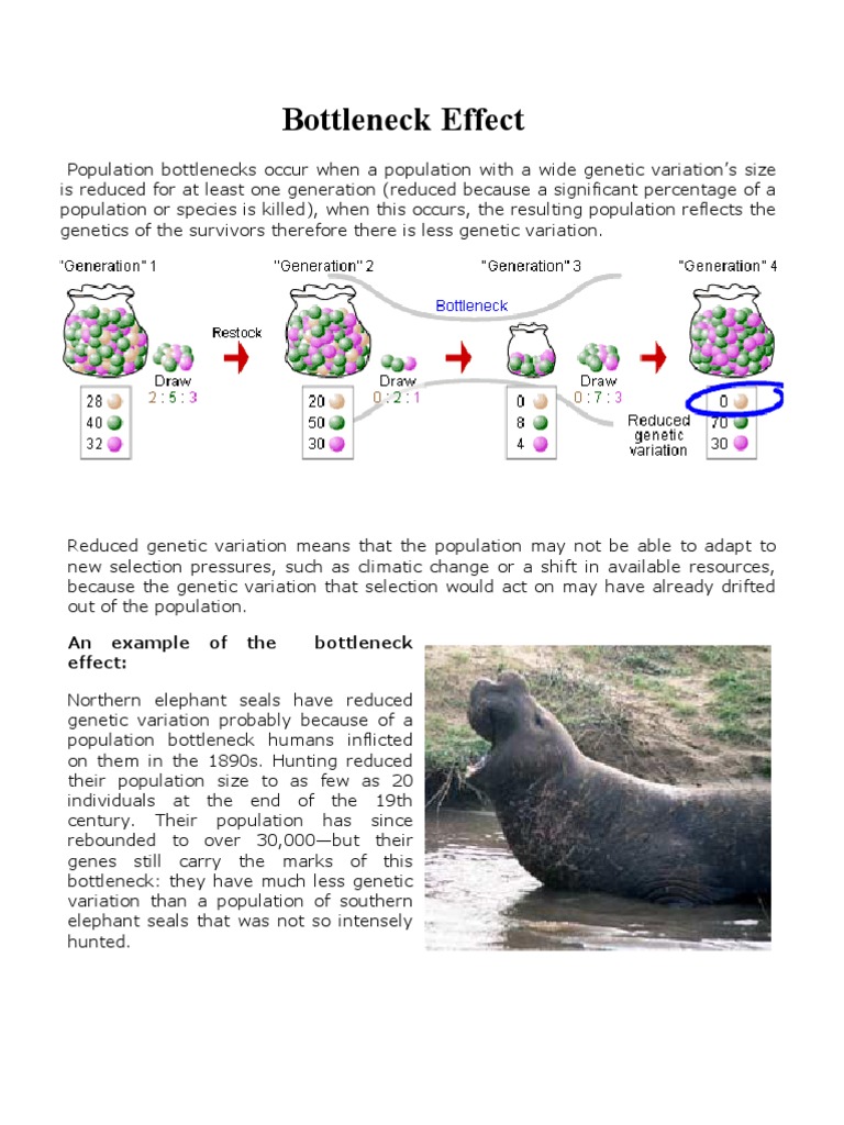 Bottleneck Effect | PDF | Social Science | Science & Mathematics