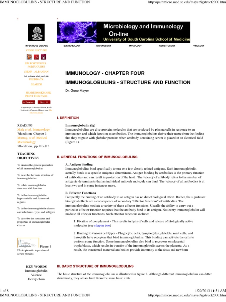 Immunoglobulins - Structure and Function | PDF | Antibody ...