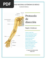 Anatomía del Brazo y Antebrazo | PDF