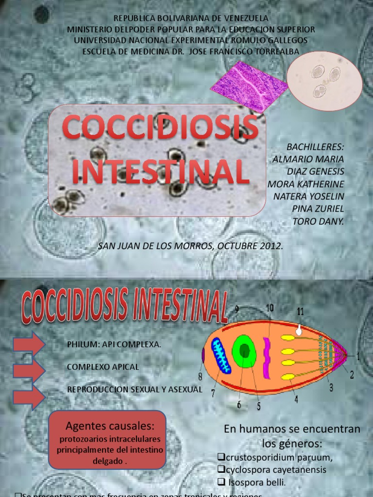 Coccidiosis Intestinal | PDF | Especialidades Medicas | Enfermedades y ...