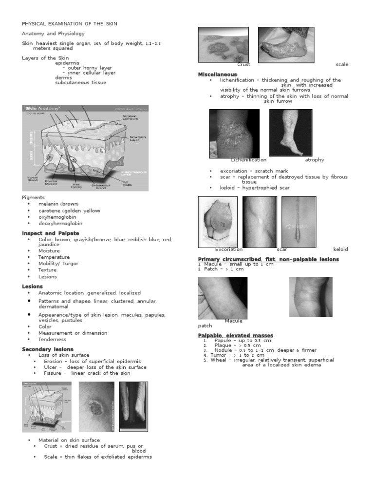 Comprehensive Skin Exam Guide | PDF | Skin | Integumentary System