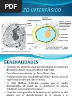 Las Uniones GAP | PDF | Músculo | Contracción muscular