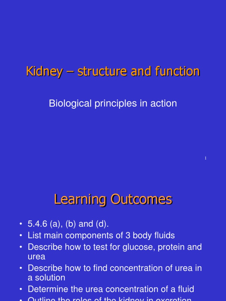 Kidney Structure and Function | PDF | Kidney | Metabolism
