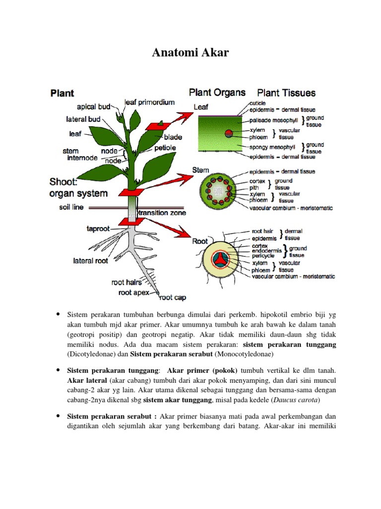 Anatomi Akar | PDF