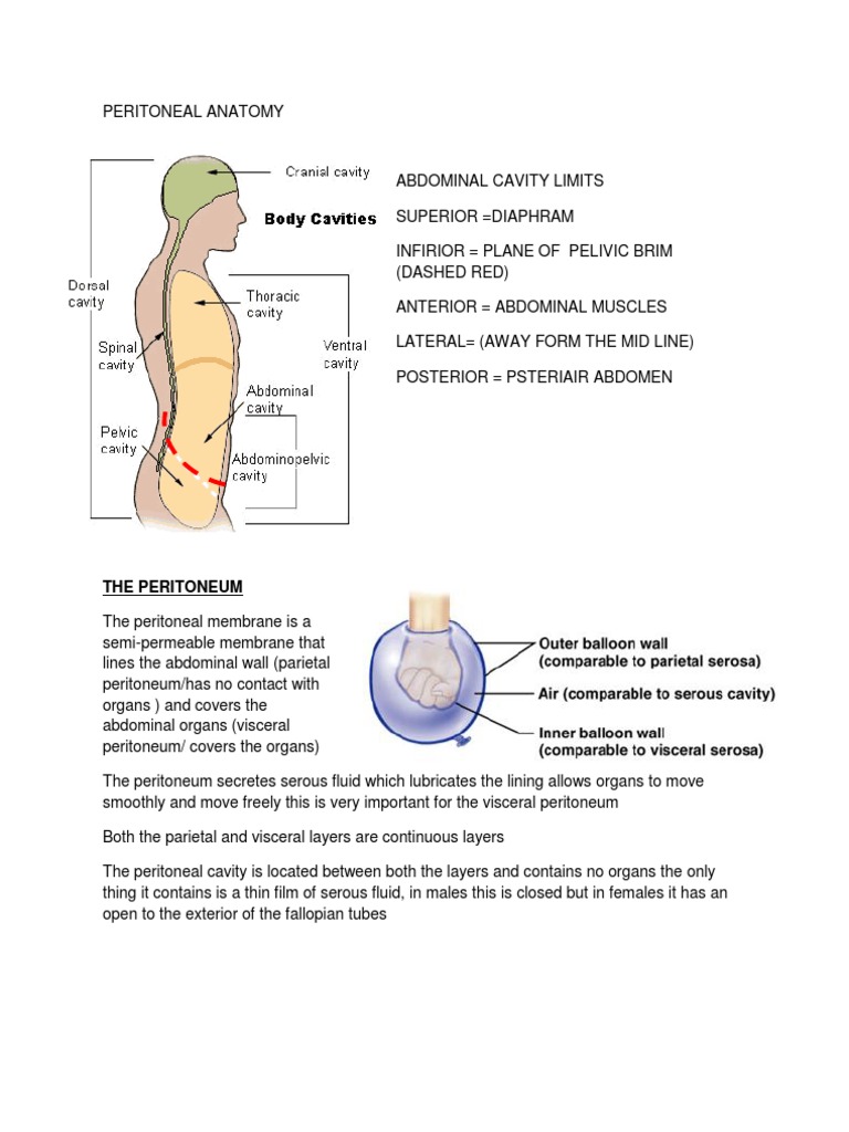 Peritoneal Anatomy Lecture Notes | Peritoneum | Abdomen