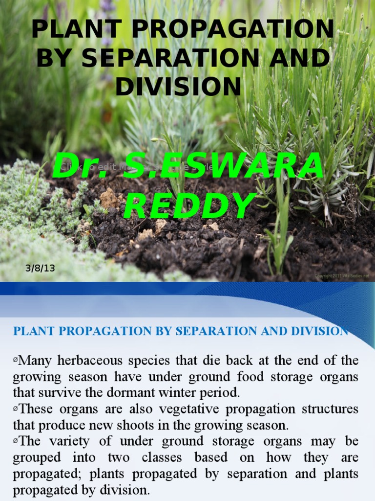 Propagation by Separation and Division | PDF | Bulb | Domesticated Plants