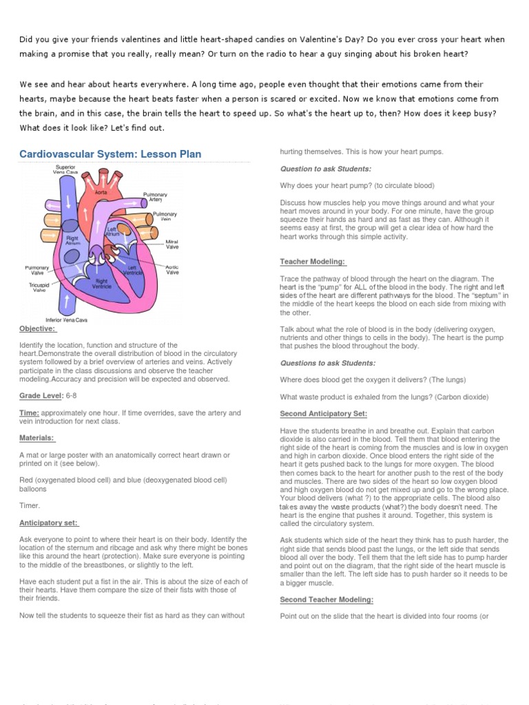 Lesson Plan | PDF | Heart Valve | Heart