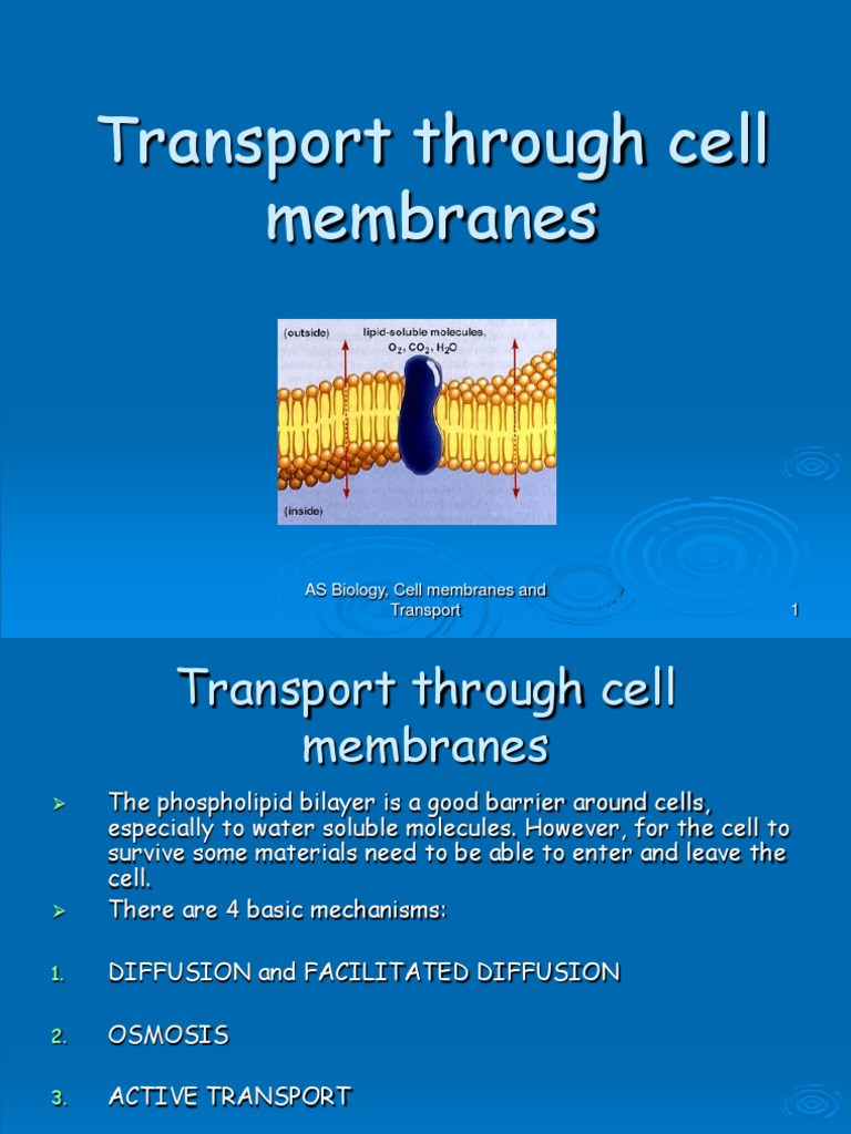 AS Biology, Cell Membranes and Transport 1 | PDF | Cell Membrane | Osmosis