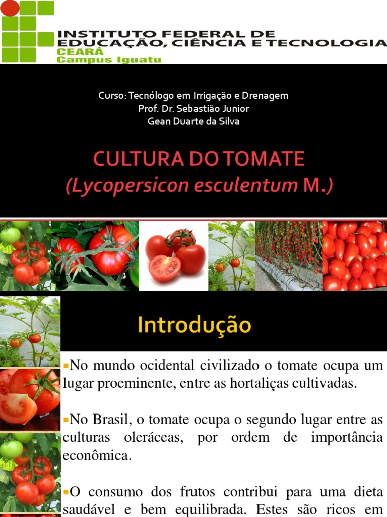 Cultura Do Tomate | PDF | Tomate | Irrigação