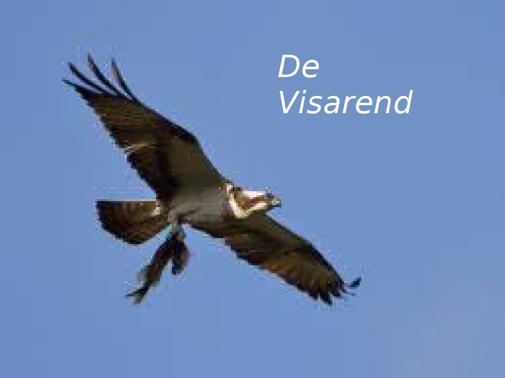 Powerpoint Spreekbeurt Visarend | PDF