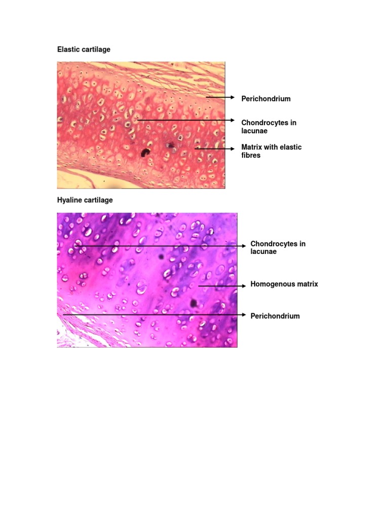Slide N Label Histology | PDF | Epithelium | Lymph Node