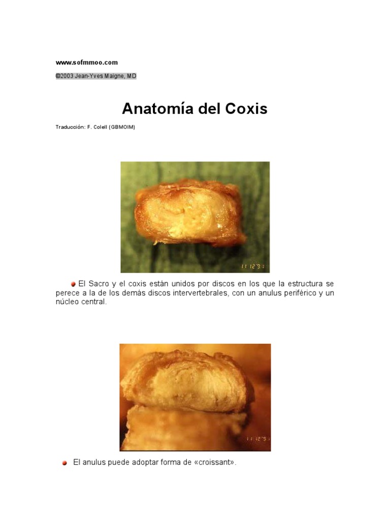 Anatomia Del Coxis | PDF