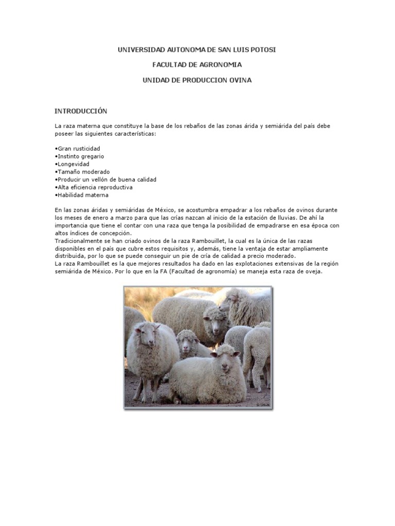 Amenazas y Oportunidades | PDF | Oveja | Alimentos