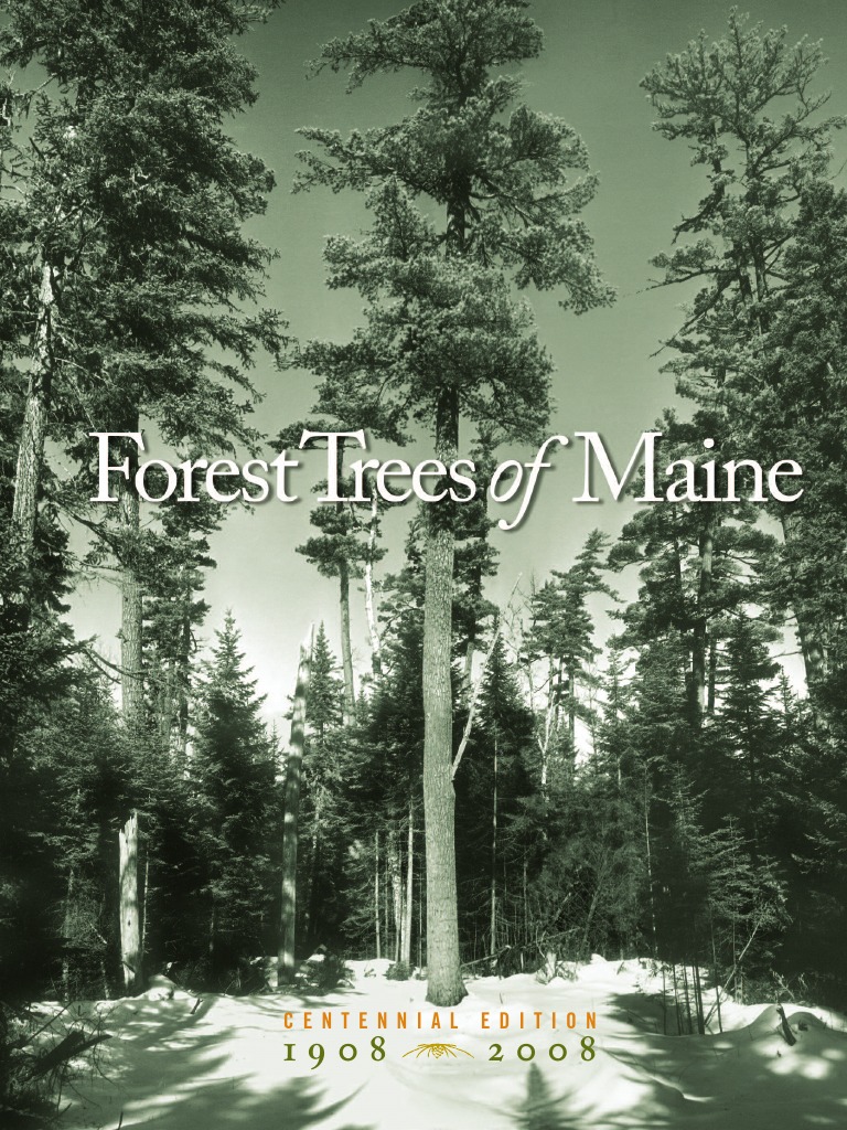 Forest Trees of Maine: A Centennial Guide | PDF | Wood | Carotenoid