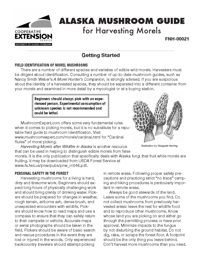 Alaska Mushroom Guide For Morels | PDF | Mushroom | Edible Mushroom