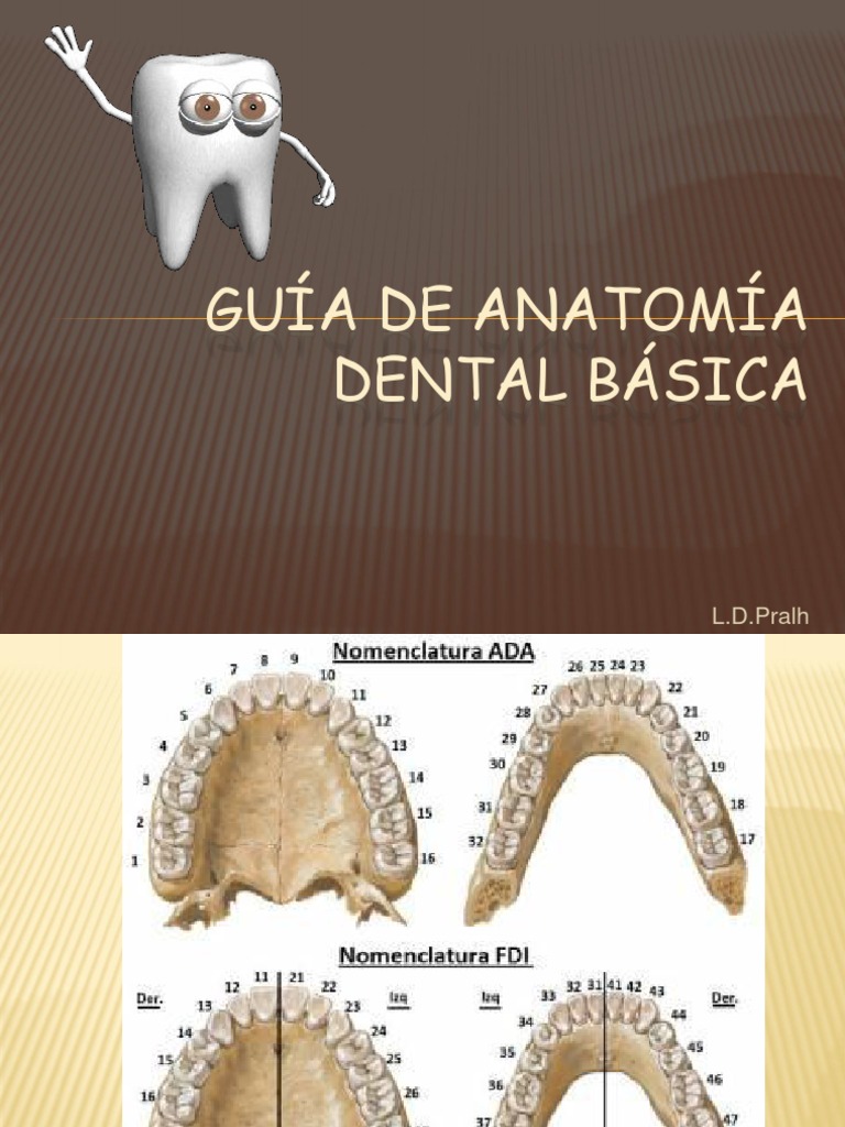 Guía de Anatomía Dental Básica | PDF | Ramas de Odontología | Diente