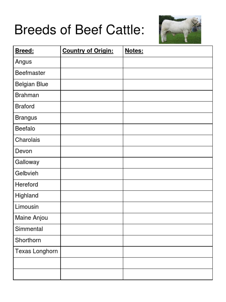 Breeds of Beef Cattle WKST | PDF | Animal Breeds | Bovines