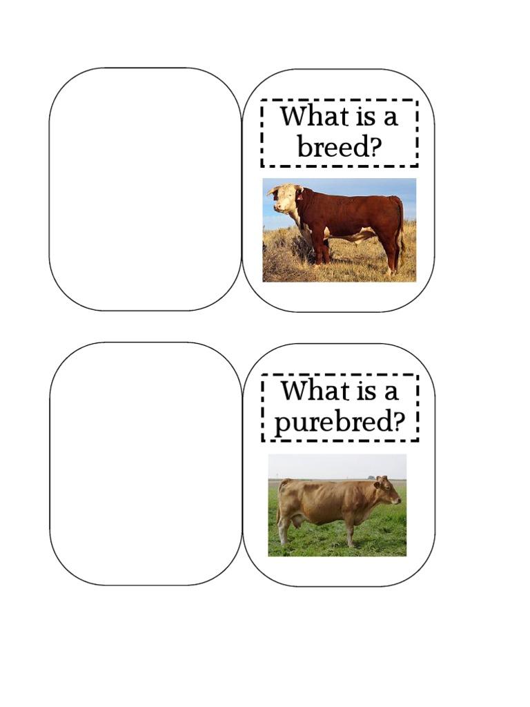 Cattle Breeding Minibooks | PDF