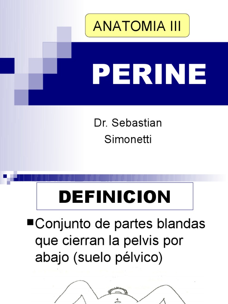 Perine | PDF | Pelvis | Anatomía humana
