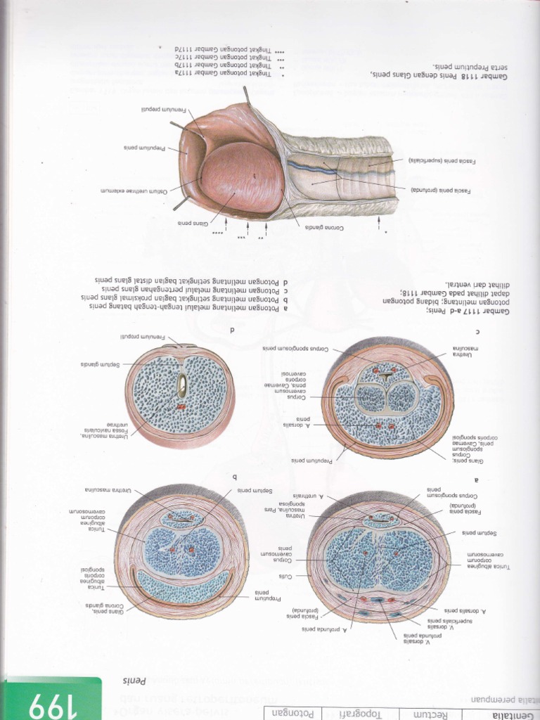Anatomi Penis | PDF