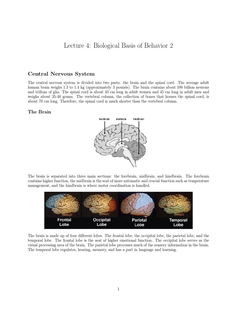 Lecture 4: Biological Basis of Behavior 2: Central Nervous System ...