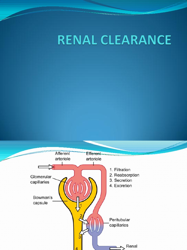 Renal Clearance and GFR Analysis | PDF | Renal Function | Creatinine