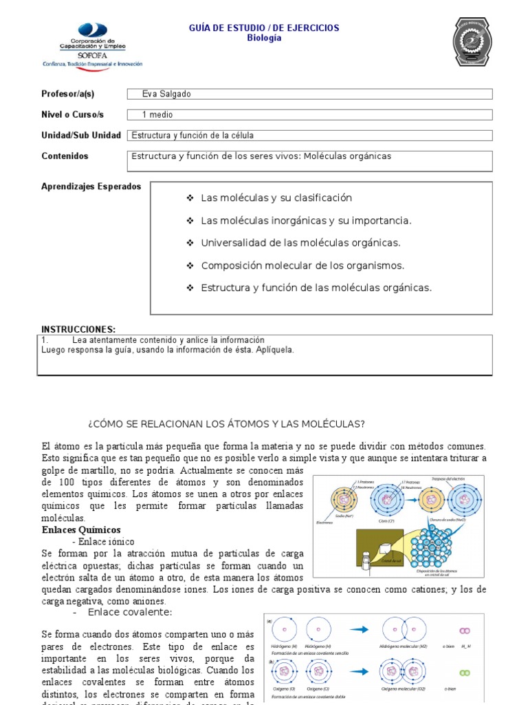 Guía 1 Biología Primero Medio | PDF | Lípido | Adn