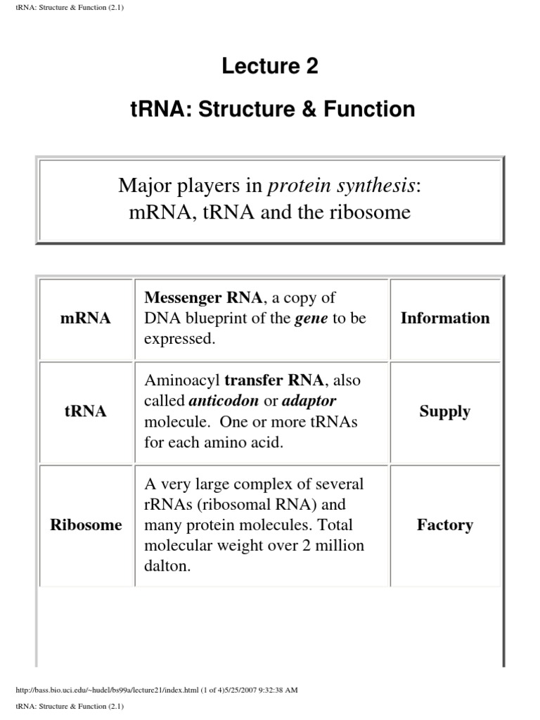 Decoding the Genetic Code: How tRNA Facilitates Protein Synthesis ...