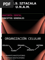 Caras y superficies de los dientes | PDF | Ramas de Odontología | Diente