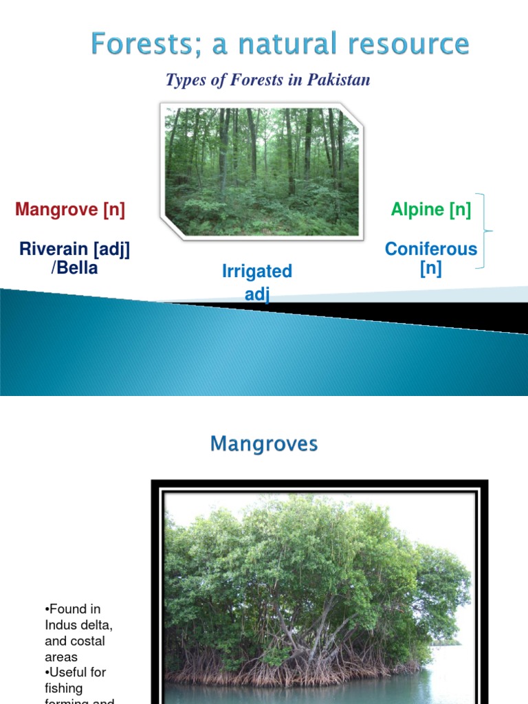 Types of Forests in Pakistan: Mangrove (N) | PDF | Technology & Engineering