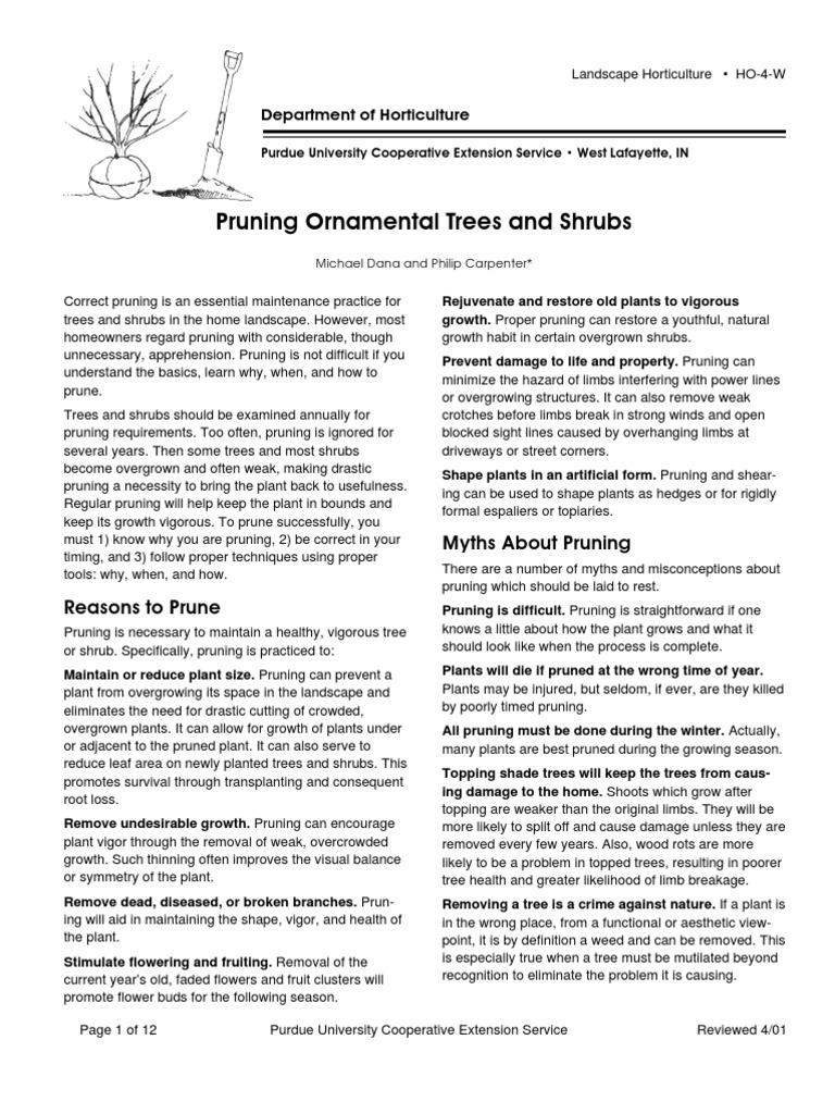 Pruning Ornamental Trees And Shrubs Department Of Horticulture
