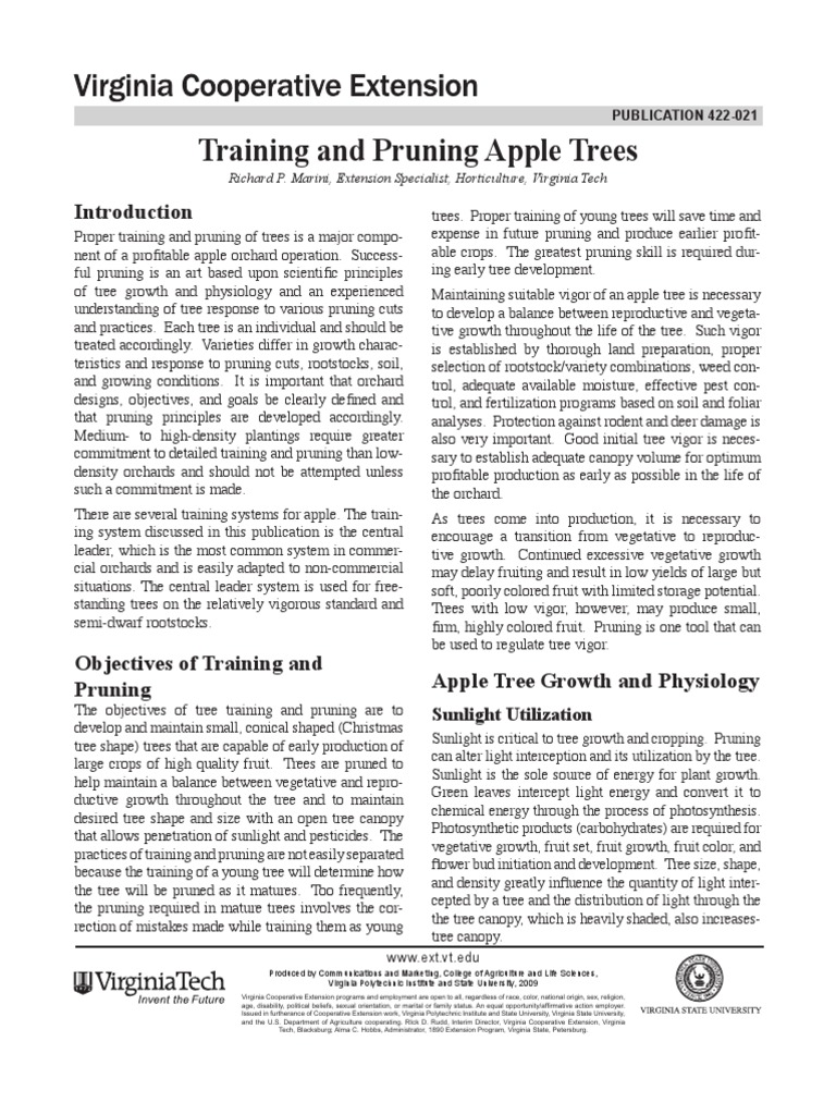 Training And Pruning Apple Trees Developing Conical Shaped Trees With