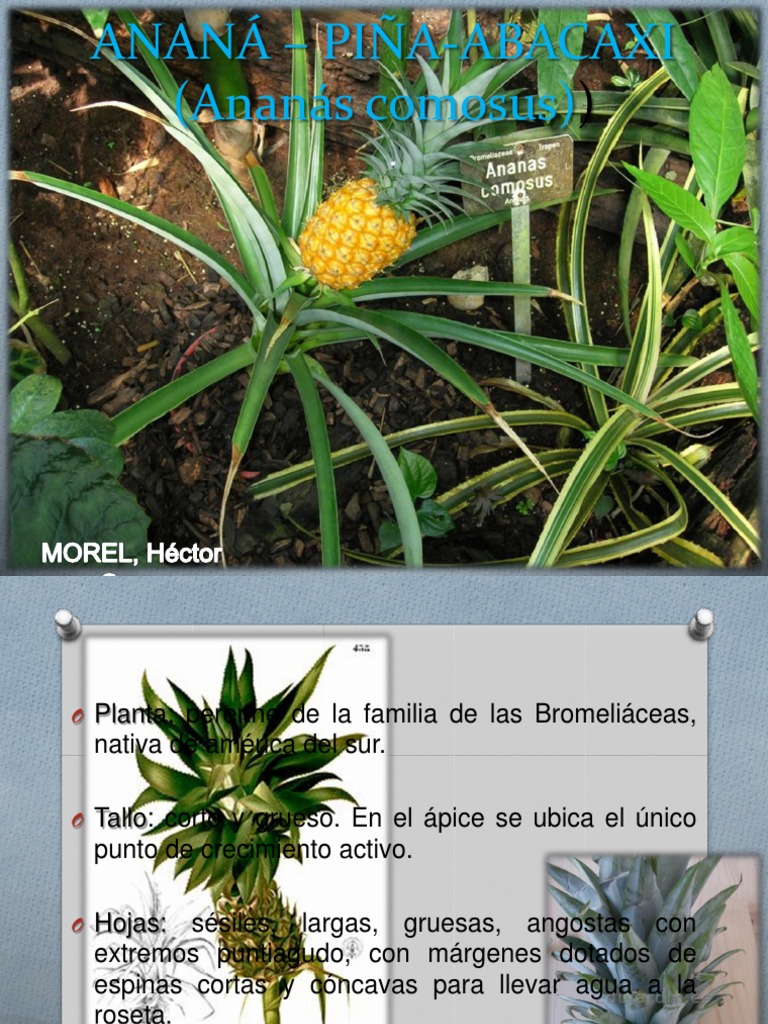ANANÁ - PIÑA (Ananás Comosus) | PDF | Piña | Botánica