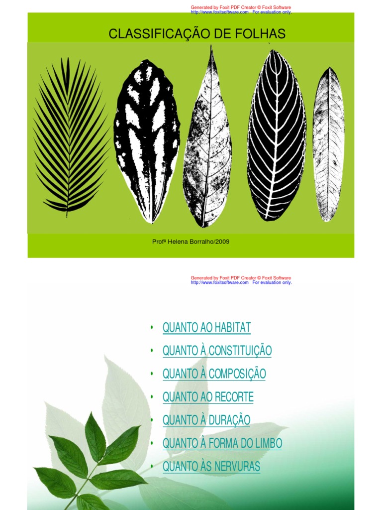 Classificação Das Folhas | PDF | Folha | Fisiologia Vegetal