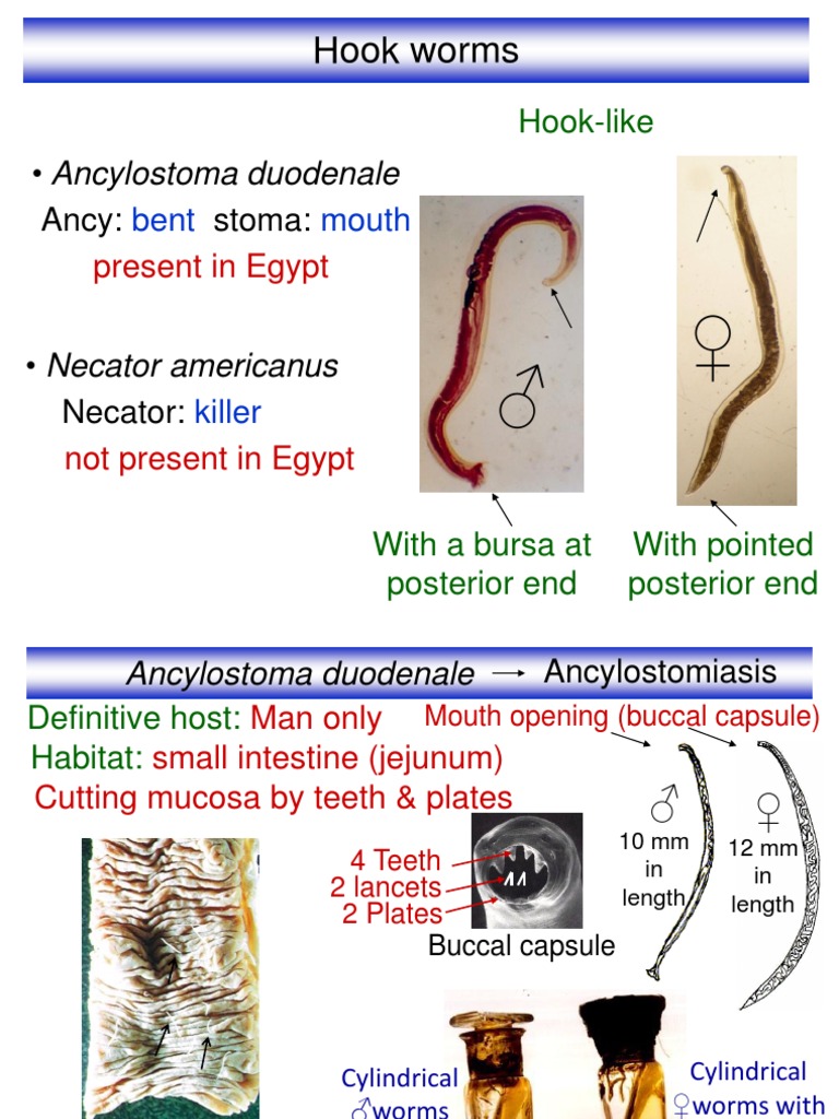 Ancylostoma duodenale | Medical Specialties | Diseases And Disorders
