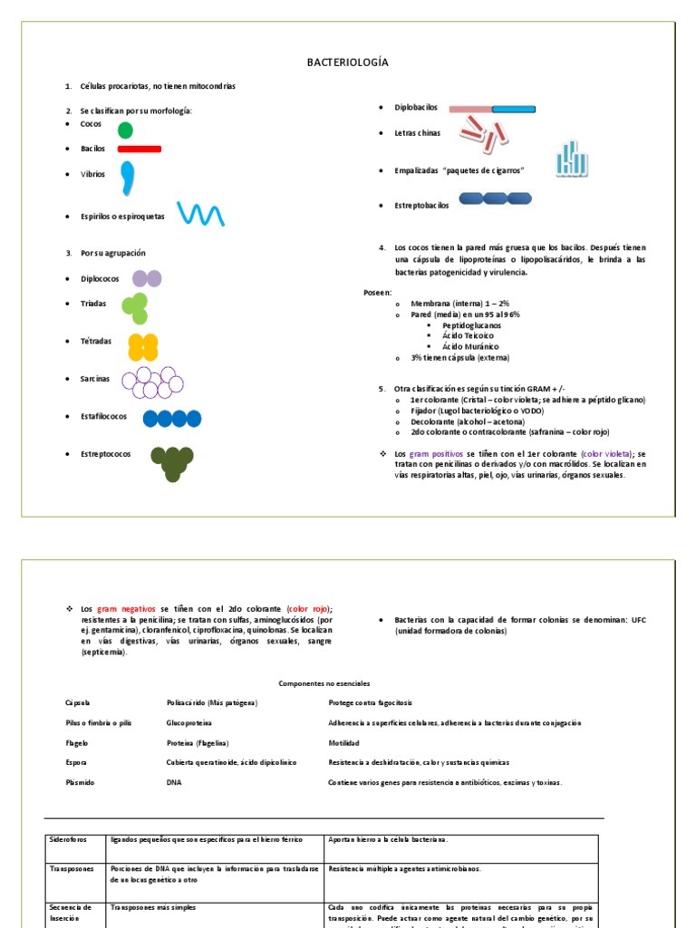 Bacteriol Apuntes | PDF | Las bacterias | Salmonela