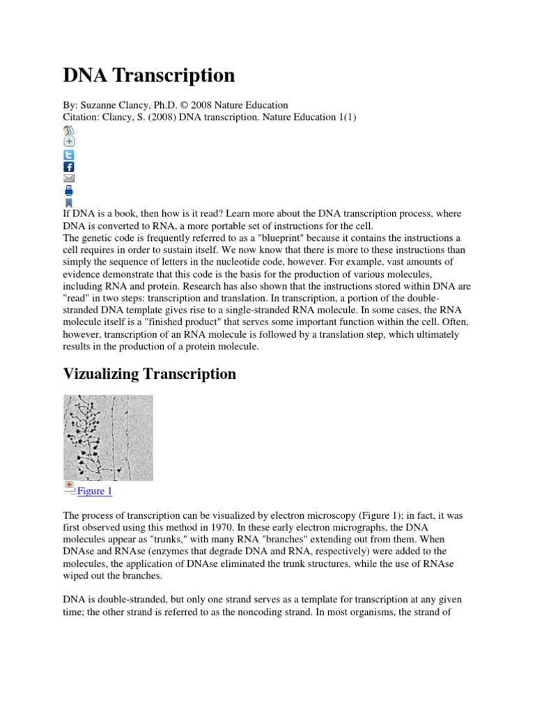 Transcription | PDF