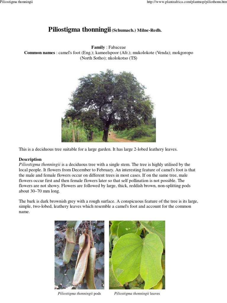 Piliostigma_thonningii | Trees | Flowers | Free 30-day Trial | Scribd