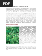 Gajenje Lubenice I Dinje | PDF