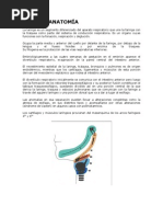 FARINGE y LARINGE - Anatomía II, Veterinaria | PDF | Laringe ...