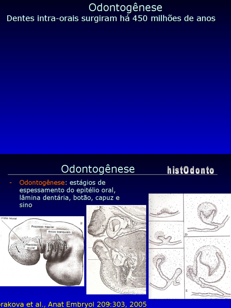 Odontogenese Texto | PDF | Dente | Áreas da odontologia