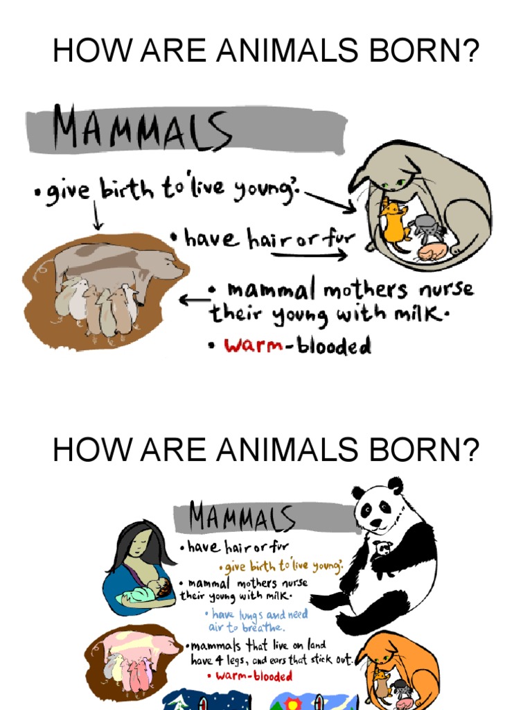 How Animals Are Born | PDF | Egg | Zoology