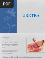 Anatomía de la Uretra Masculina | PDF | Próstata | Vejiga urinaria
