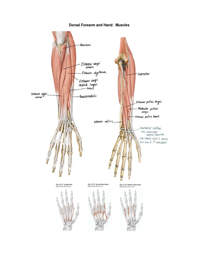 Dorsal Forearm and Hand Muscles Guide | PDF