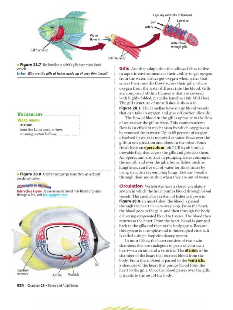 Glencoe - Biology (McGraw, 2008) Dini | PDF | Gill | Fish