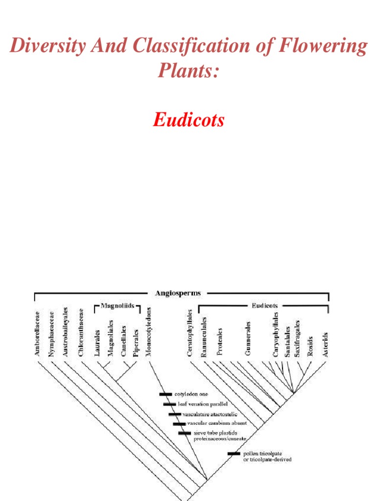 eudicots.ppt | Garden Plants | Botany