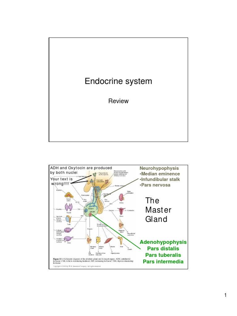 Endocrine System Review | PDF | Pituitary Gland | Adrenal Gland